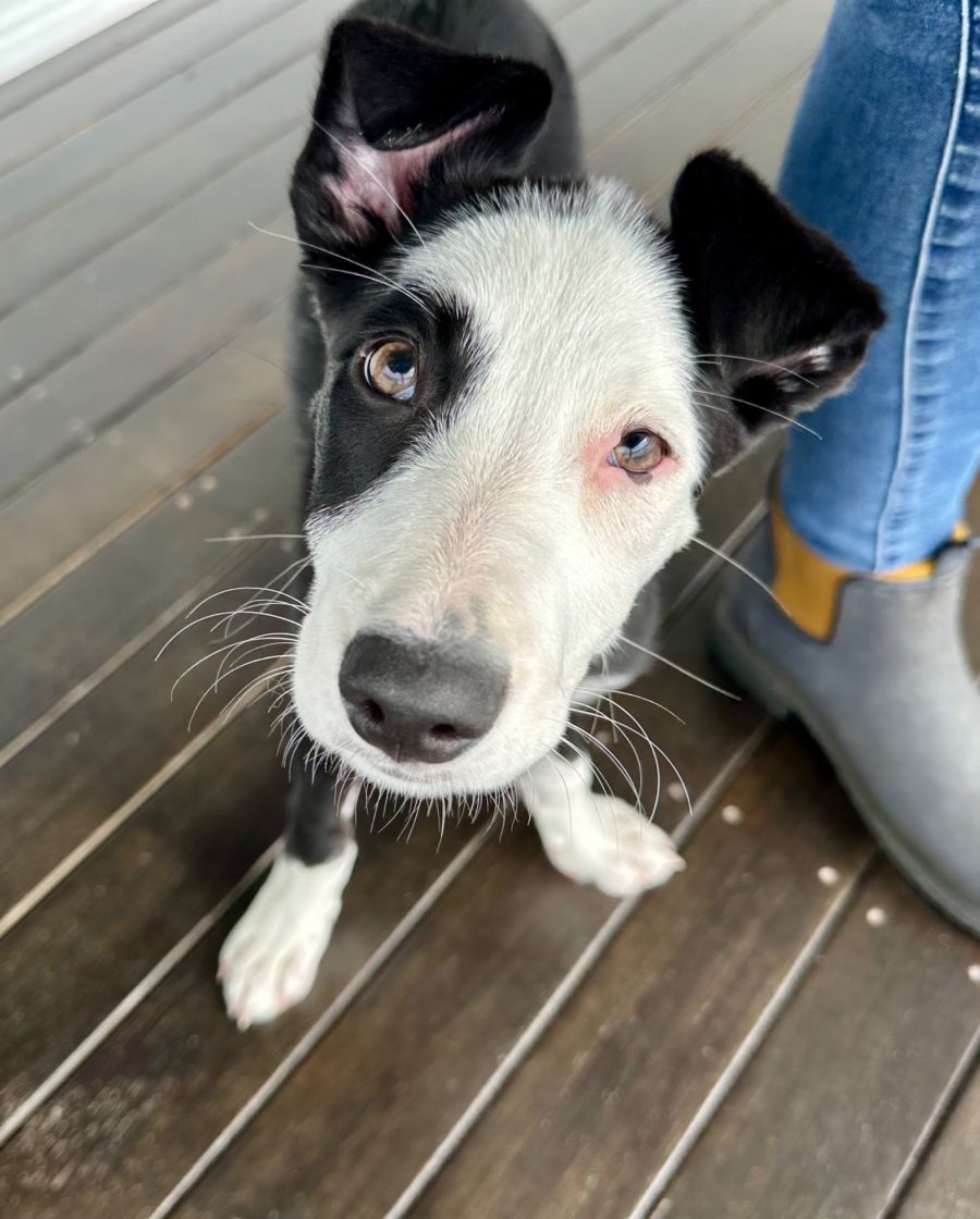 Judy - Medium Female Border Collie Dog in QLD - PetRescue