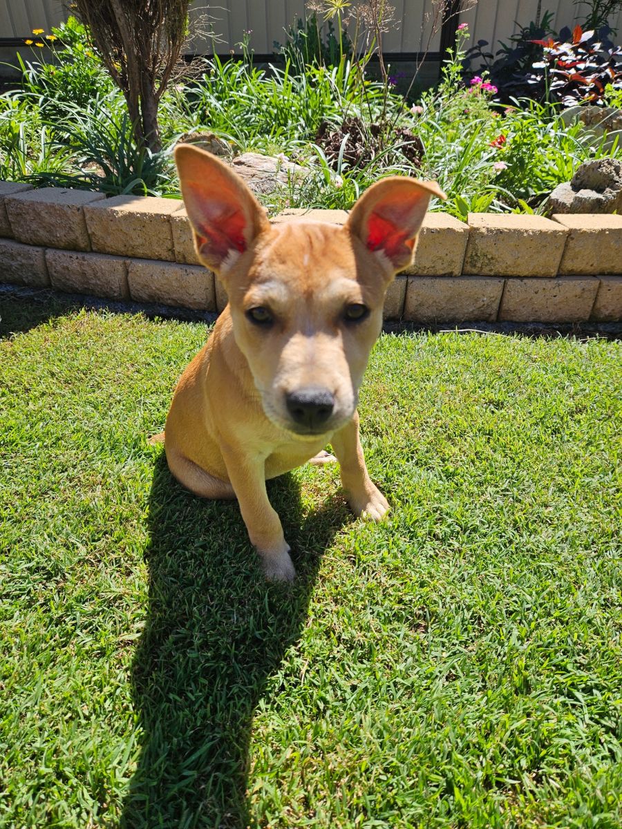 Bindi - Medium Female Staffy x Australian Cattle Dog Mix Dog in QLD ...
