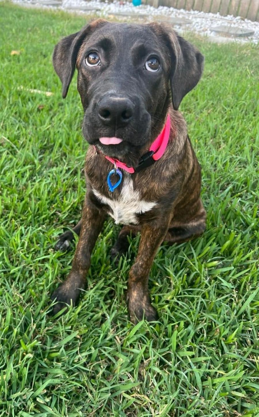 Mars *$350 Adoption Fee* - Medium Female Mastiff x Australian Cattle ...