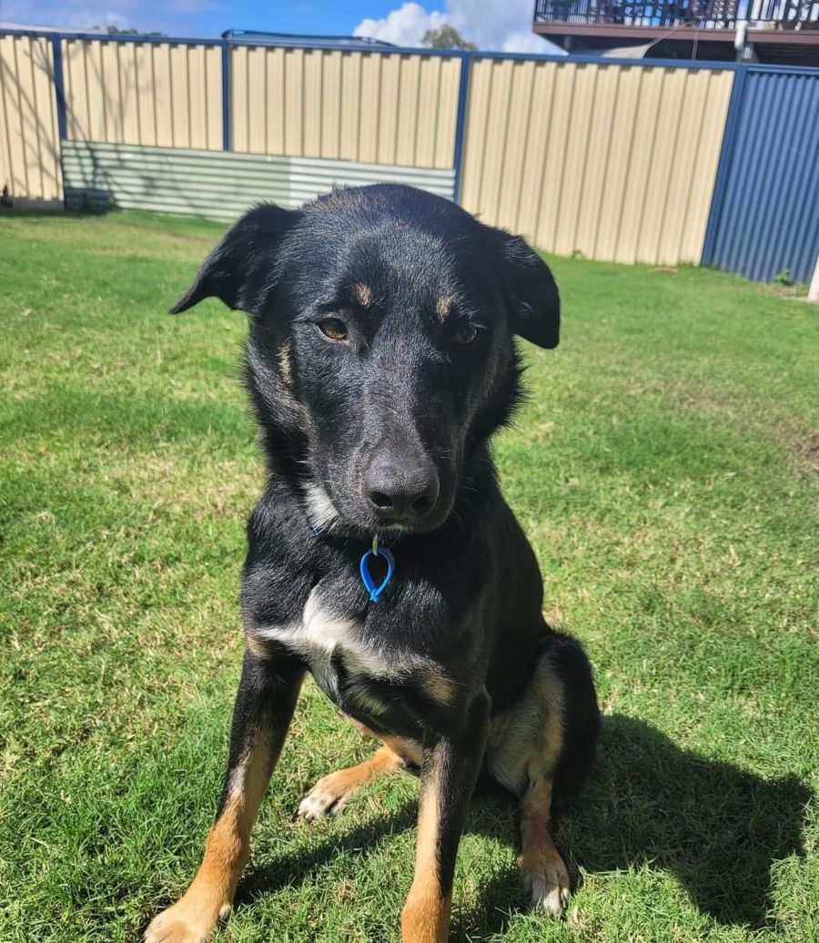 Moose - Medium Male Border Collie x Kelpie Mix Dog in QLD - PetRescue