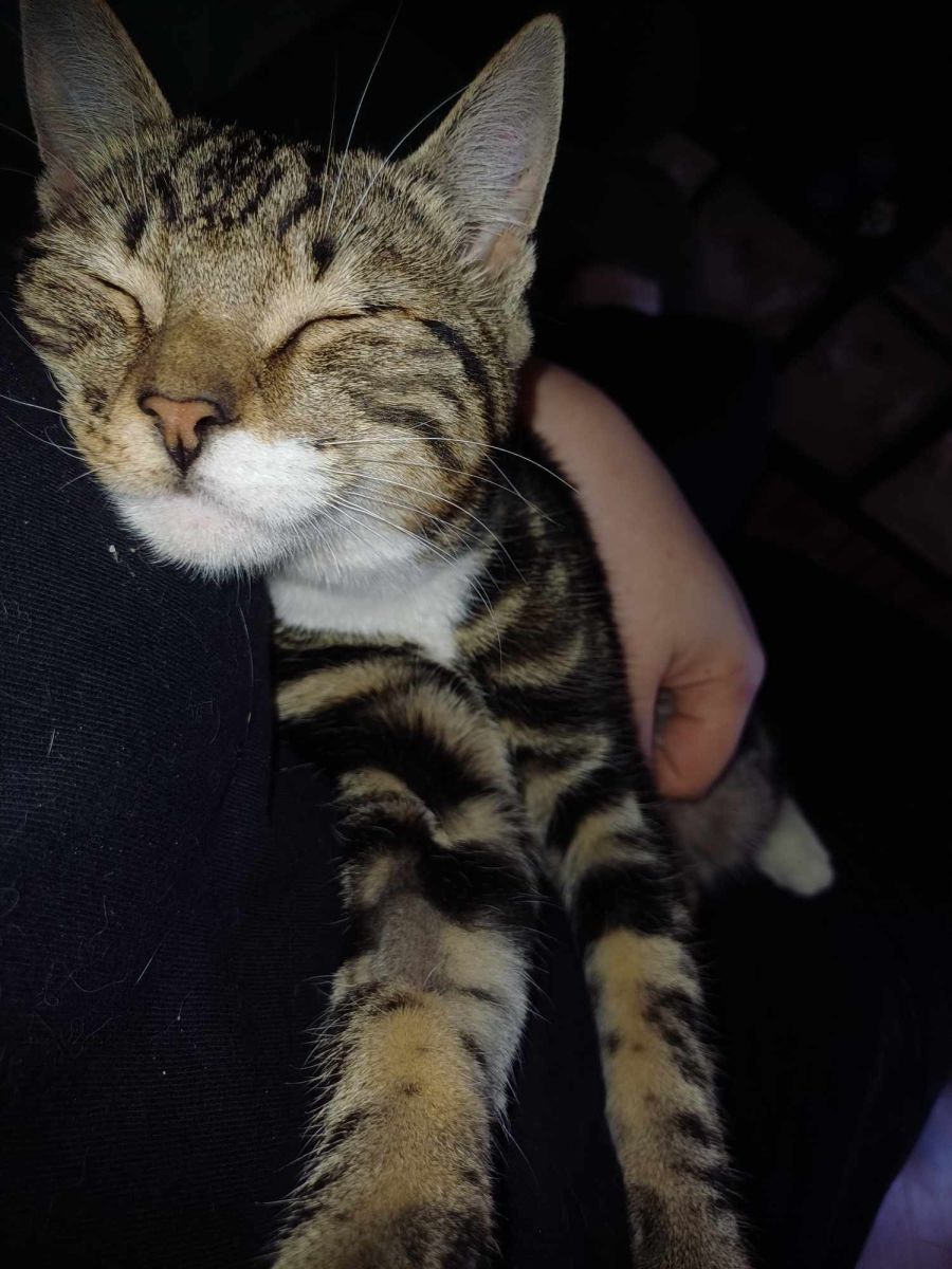 Shed - Male Manx Mix Cat in VIC - PetRescue