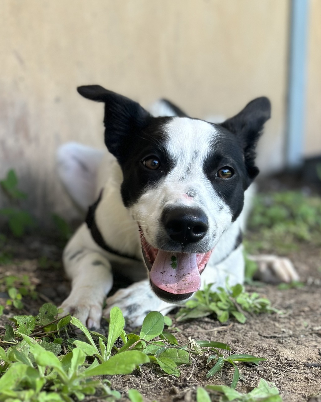 Oreo - Medium Male Border Collie Mix Dog in QLD - PetRescue