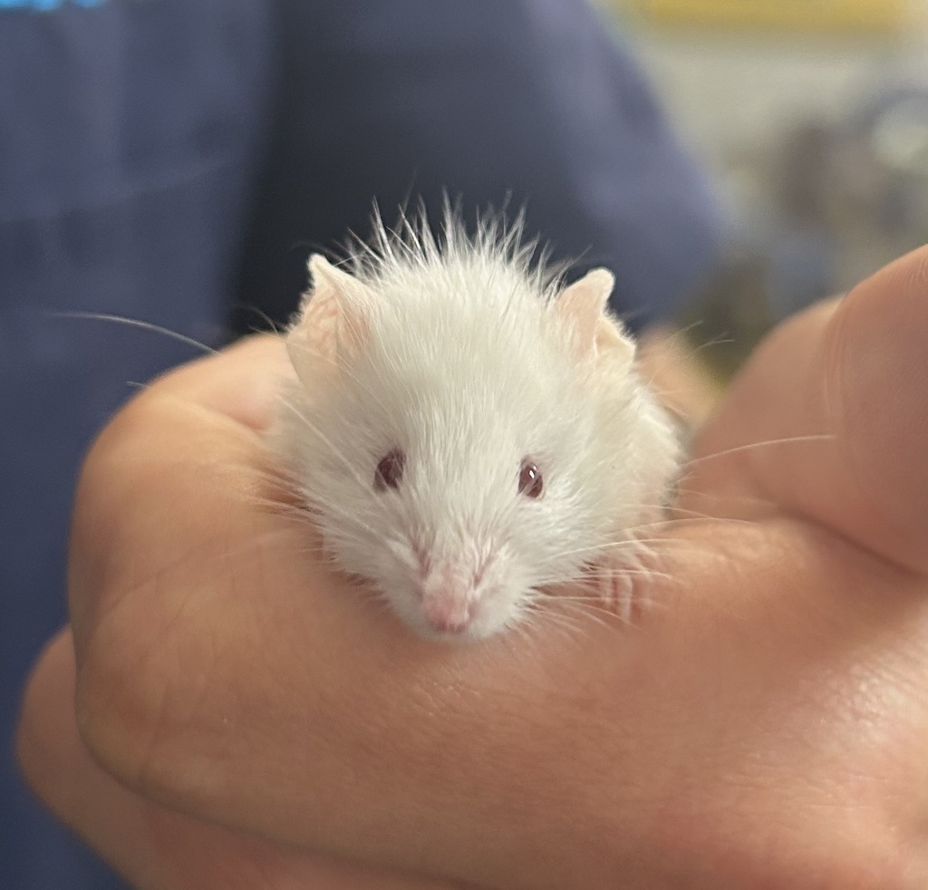 Sprout - Male Mouse Mix Rodent in QLD - PetRescue