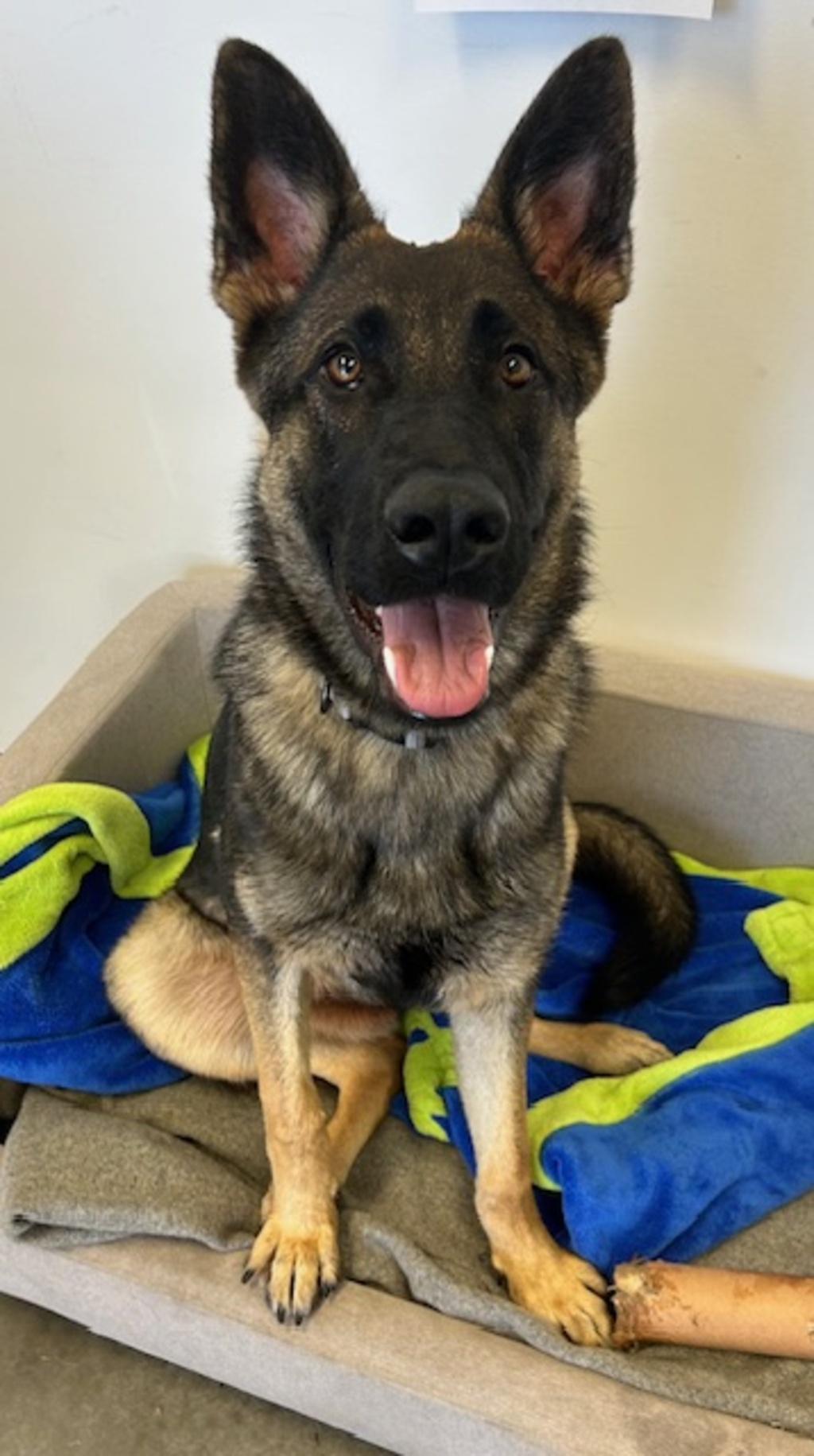 Cherry - Large Female German Shepherd Mix Dog in QLD - PetRescue