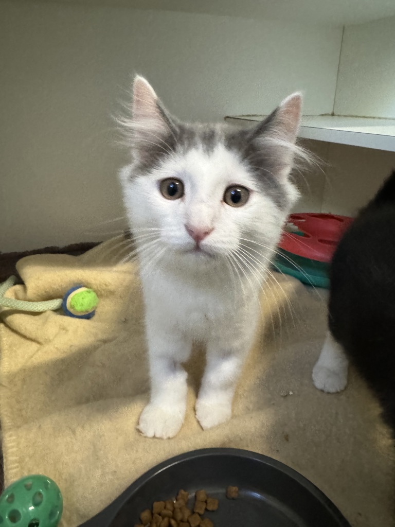 Penguin - Male Dmh Mix Cat in WA - PetRescue