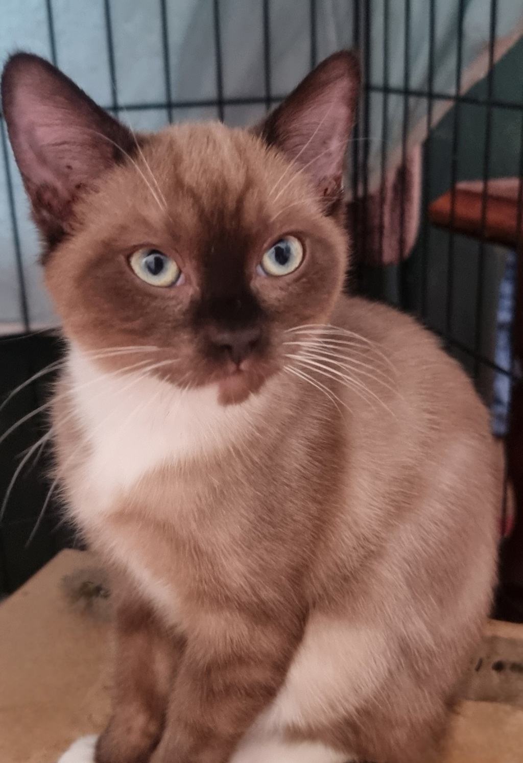 Mitzi - Female Ragdoll Mix Cat in NSW - PetRescue
