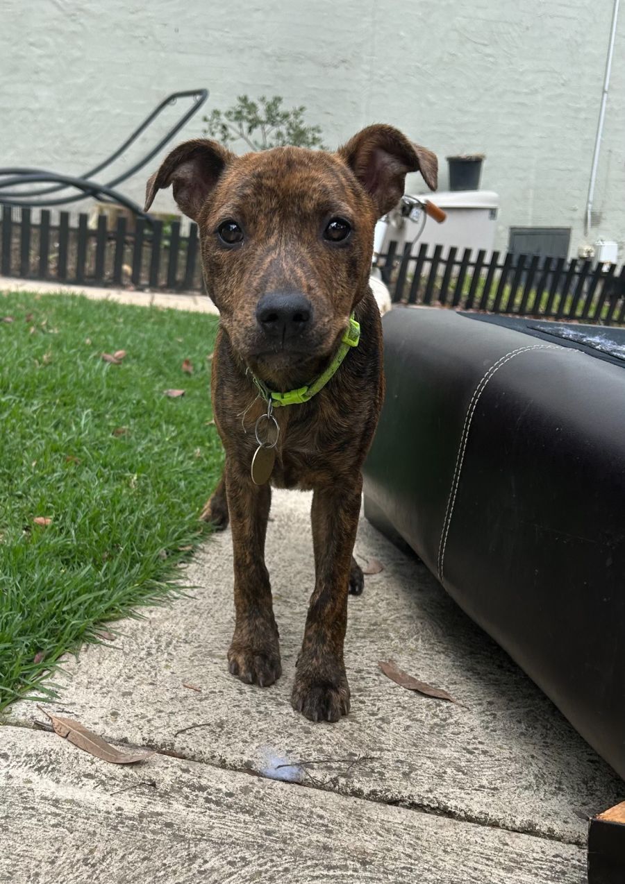 ShadowLady - Medium Female Staffy Mix Dog in VIC - PetRescue
