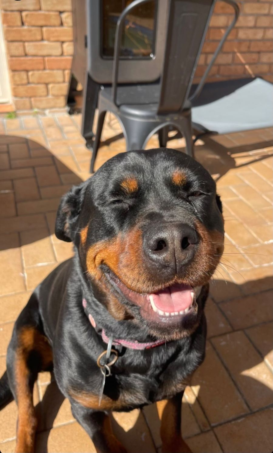 Nova - Medium Female Rottweiler Dog in QLD - PetRescue