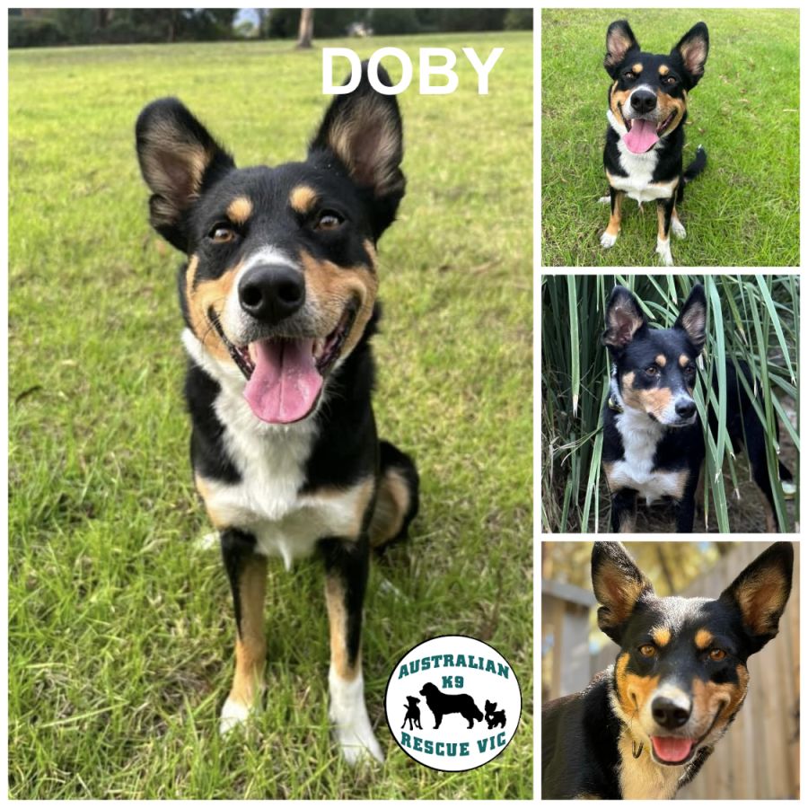 Doby - Medium Male Kelpie Mix Dog in VIC - PetRescue