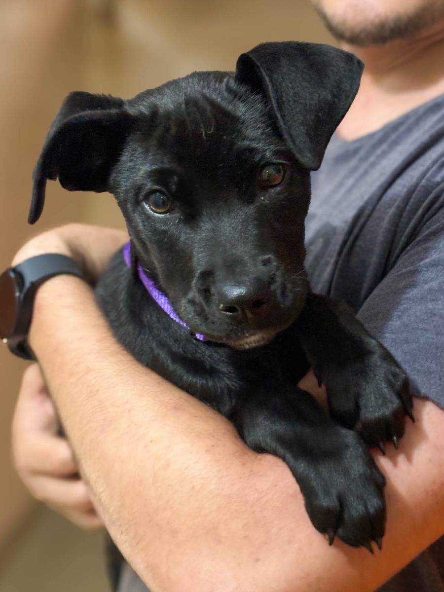 Northern Rivers Animal Services - PetRescue