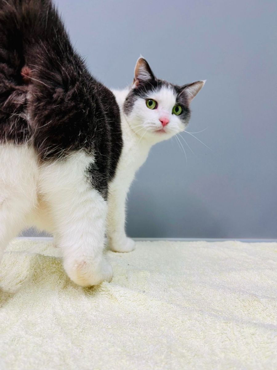 Swayzie - Female British Shorthair Mix Cat in NSW - PetRescue