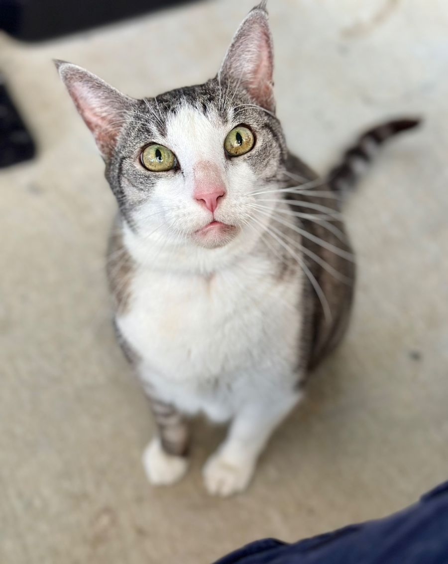 Zeb - Male Domestic Short Hair Cat in NSW - PetRescue