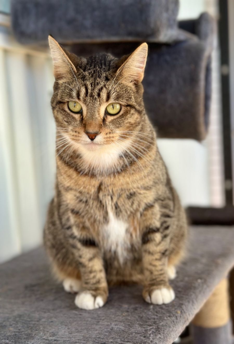 Hazel - Female Manx Cat in NSW - PetRescue