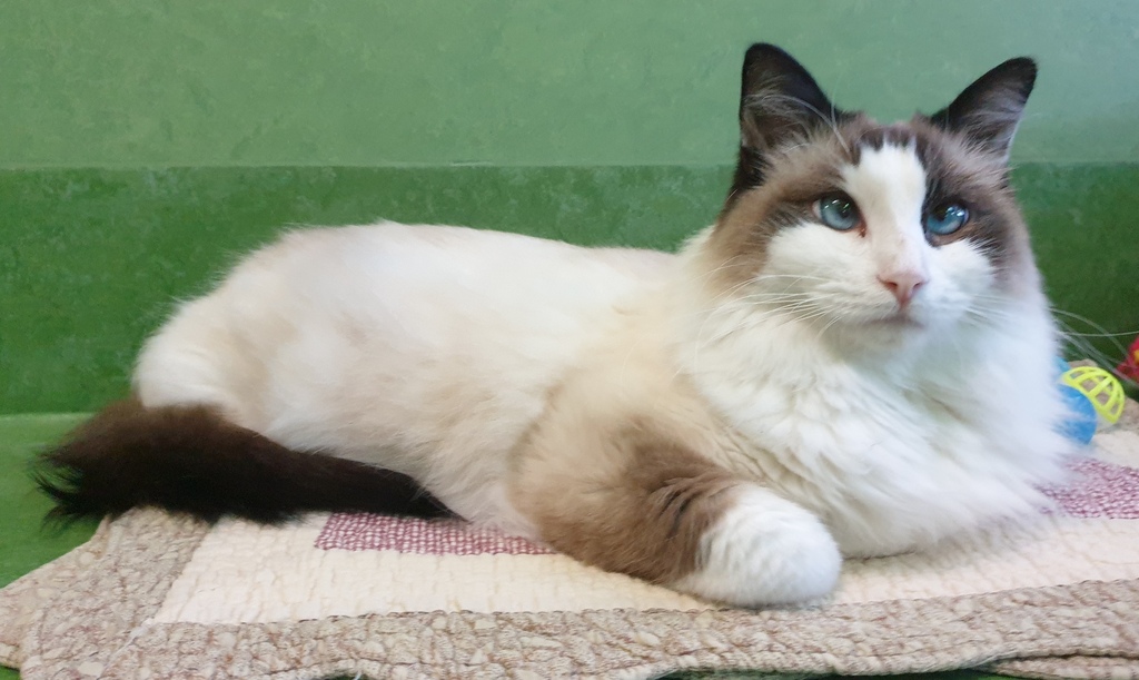 Prince - Male Ragdoll Cat in VIC - PetRescue