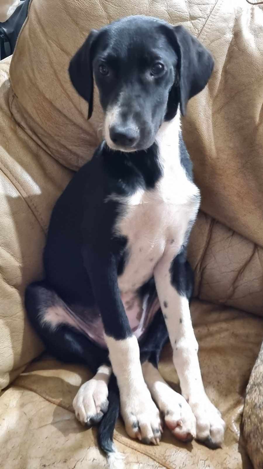 Daphne - Medium Female Hungarian Vizsla x German Shorthaired Pointer x ...