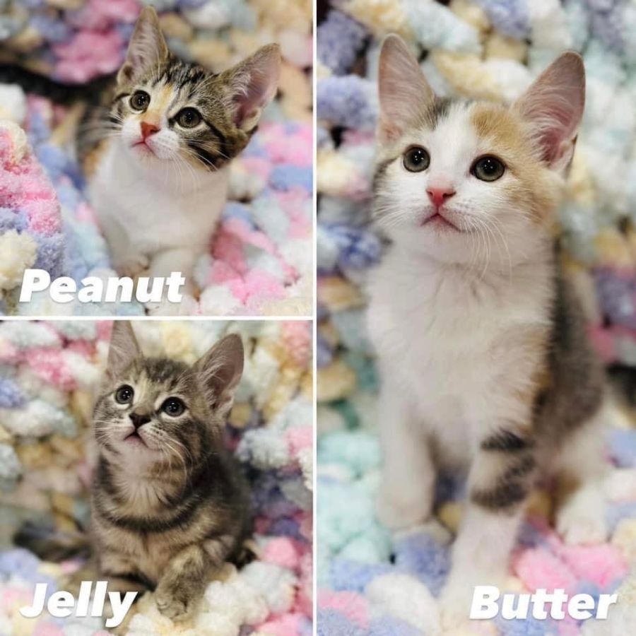 10727 - Jelly - Female Domestic Short Hair Cat in WA - PetRescue