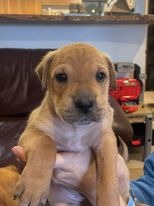 Sticky - Medium Male Mixed Breed Mix Dog in WA - PetRescue