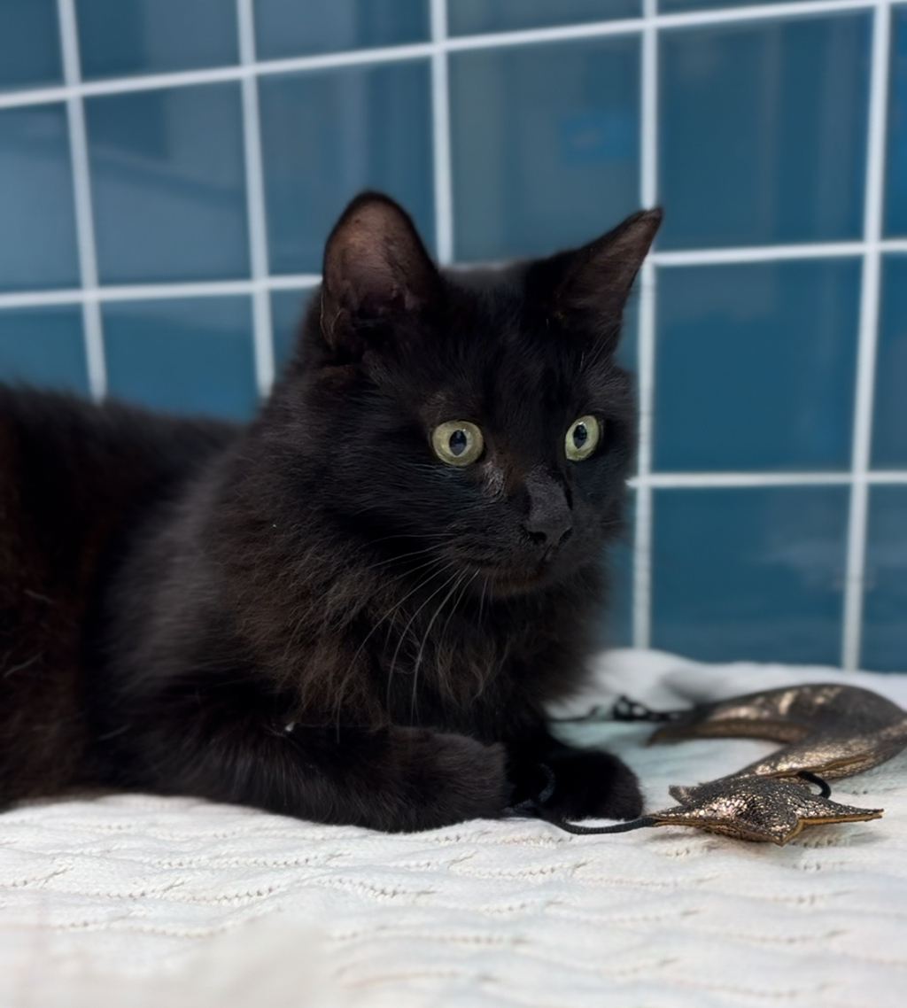 Max - Male Domestic Medium Hair x Manx Mix Cat in QLD - PetRescue