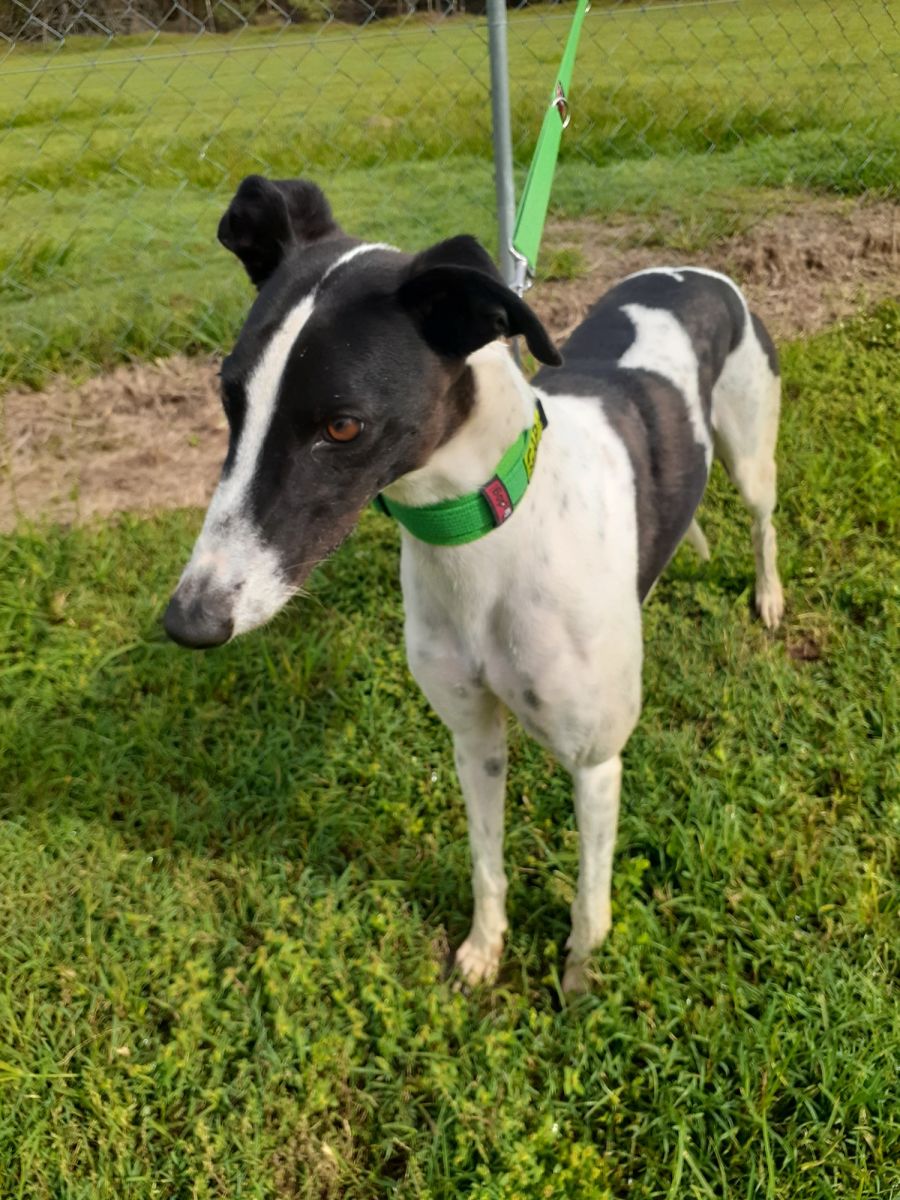 Betty - Medium Female Greyhound Dog in QLD - PetRescue