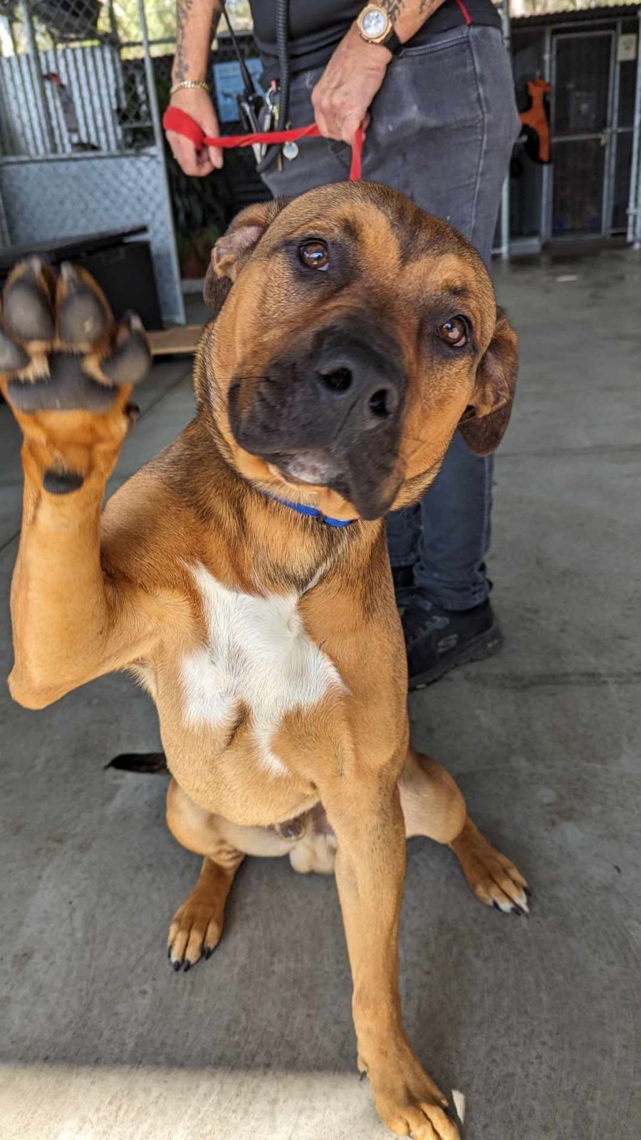 Boof - Medium Male Mastiff x Staffordshire Bull Terrier Dog in NSW ...