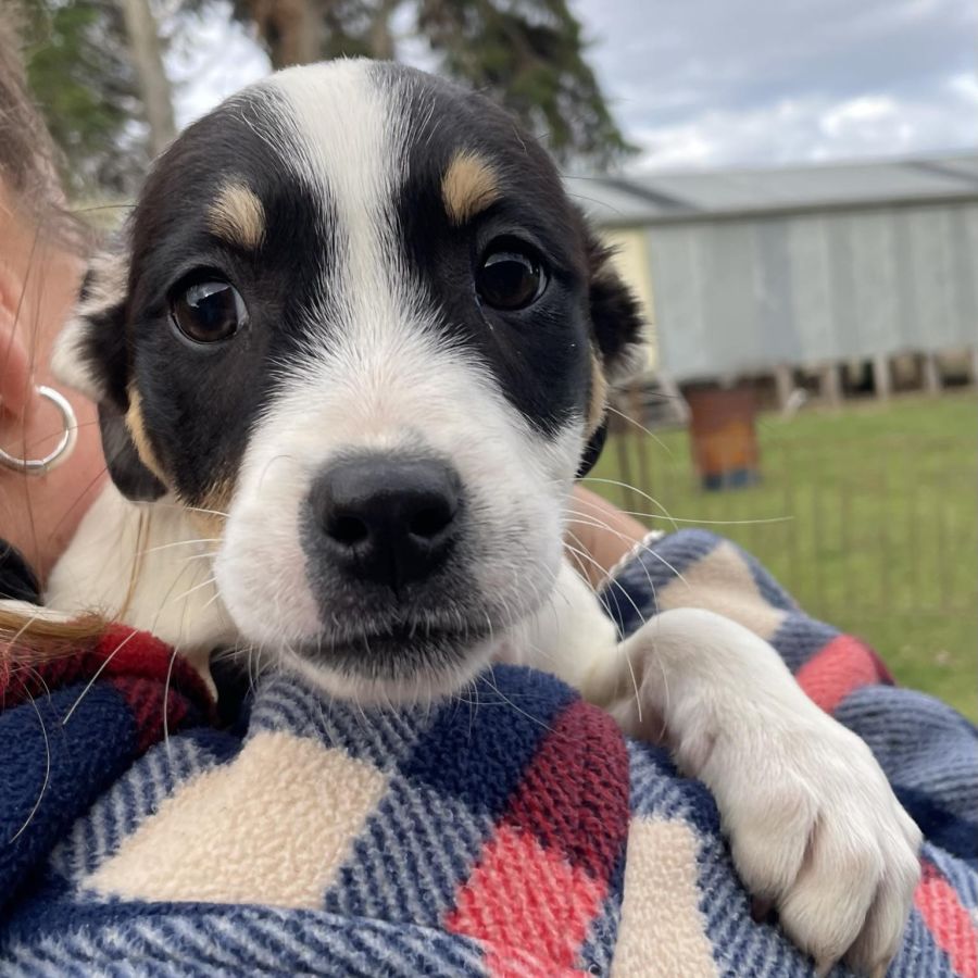 Izzy - Medium Female Mixed Breed Dog in VIC - PetRescue