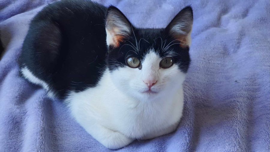 Waggin Tails Rescue - PetRescue