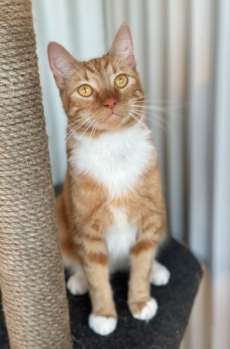 Ranga - Male Domestic Short Hair Cat in NSW - PetRescue