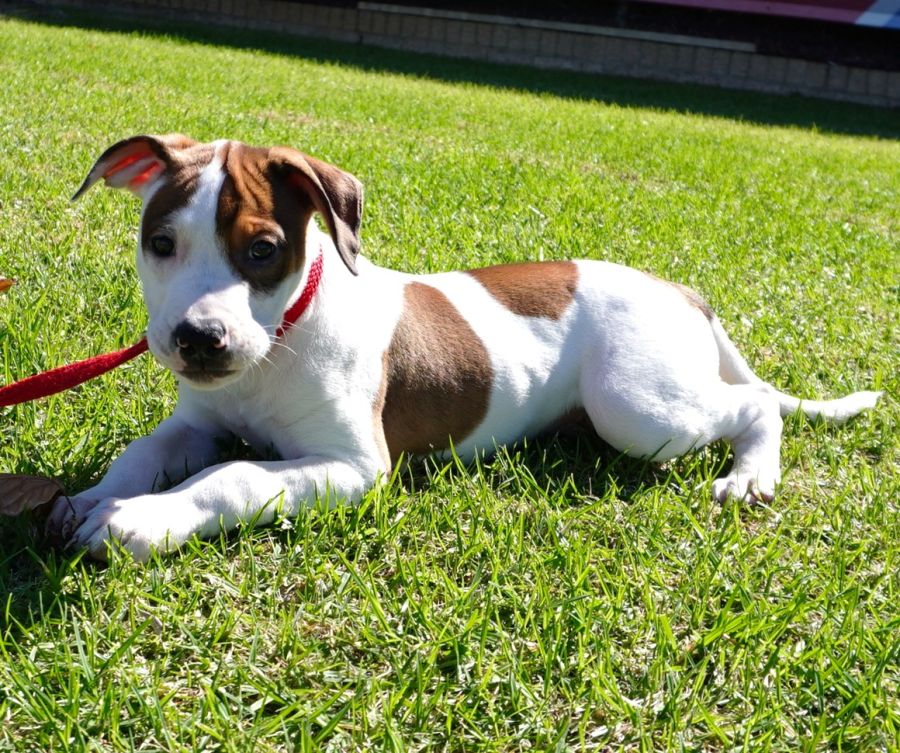 Moon - Medium Male Cross breed Dog in WA - PetRescue