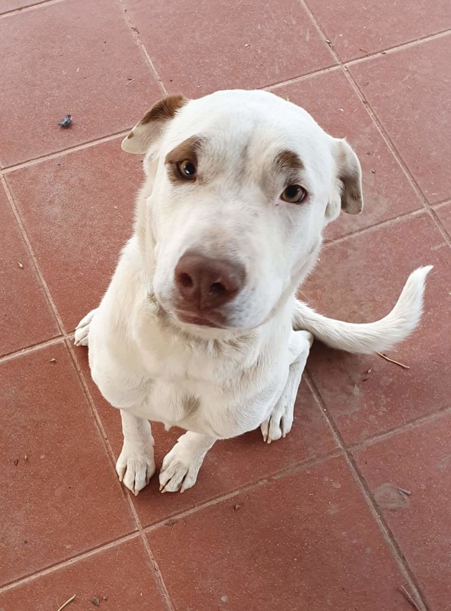 Kida - Medium Female Shar-Pei x Labrador Mix Dog in QLD - PetRescue
