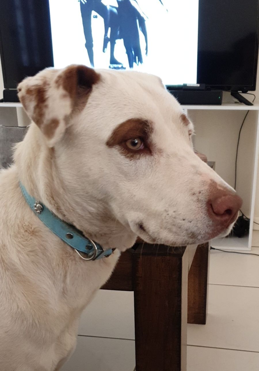 Kida - Medium Female Shar-Pei x Labrador Mix Dog in QLD - PetRescue