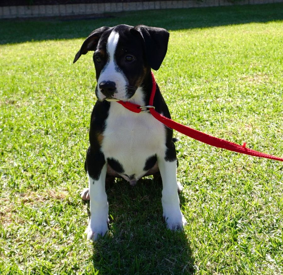 Pluto - Medium Male Cross breed Dog in WA - PetRescue