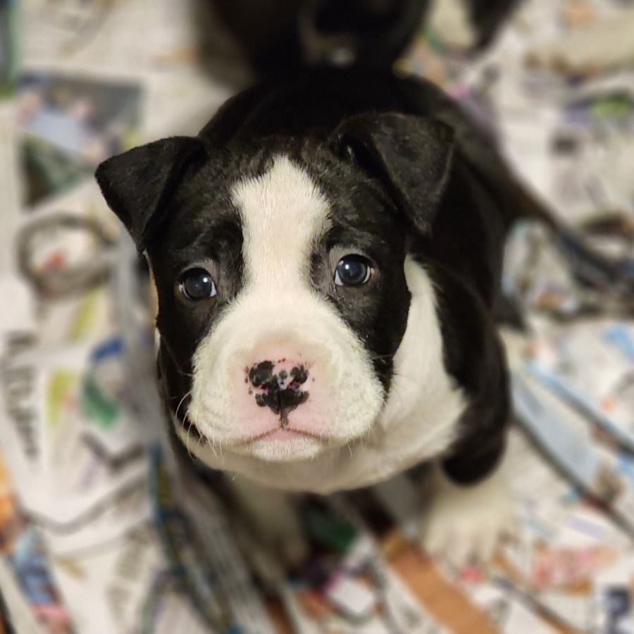 Spanky - Medium Male Staffy Dog in VIC - PetRescue