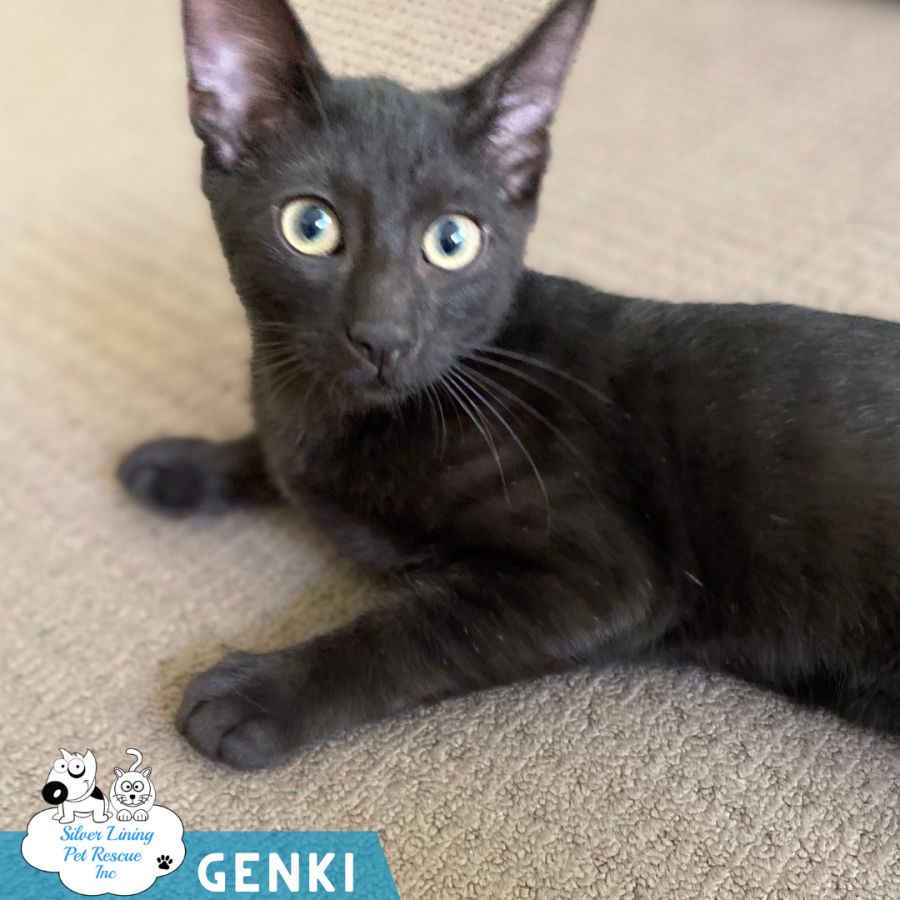Genki - Male Domestic Short Hair Cat in QLD - PetRescue