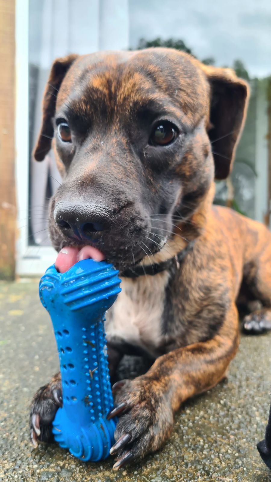 Vader - Dachshund x Frenchie - Small Male Dachshund Mix Dog in QLD ...