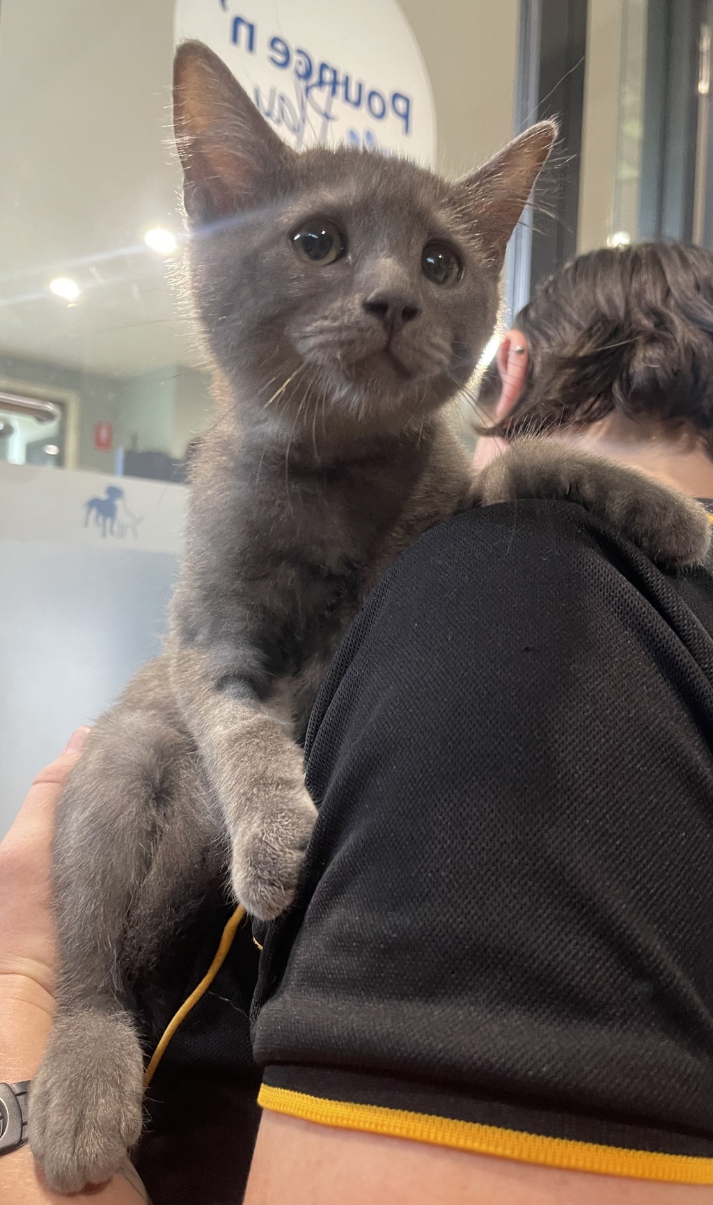 Wizz Fizz - Male Domestic Short Hair x Ragdoll Mix Cat in NSW - PetRescue