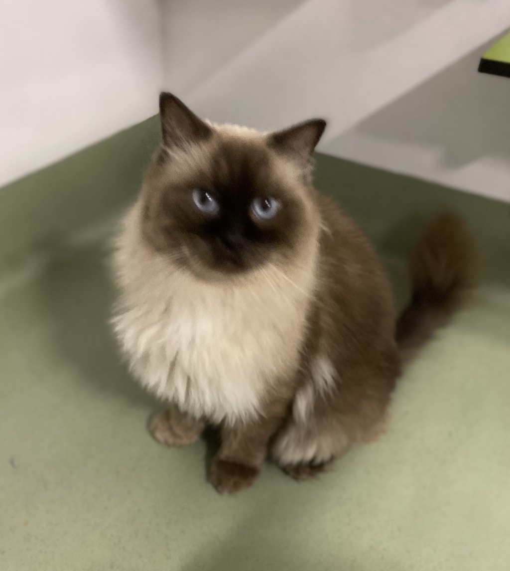 Arthur - Male Ragdoll Mix Cat in QLD - PetRescue