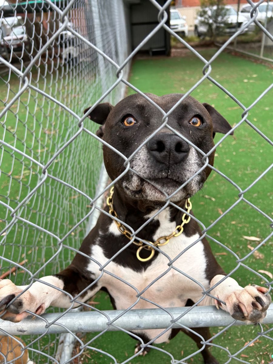 Snoop Dogg - Large Male Staffy Dog in VIC - PetRescue