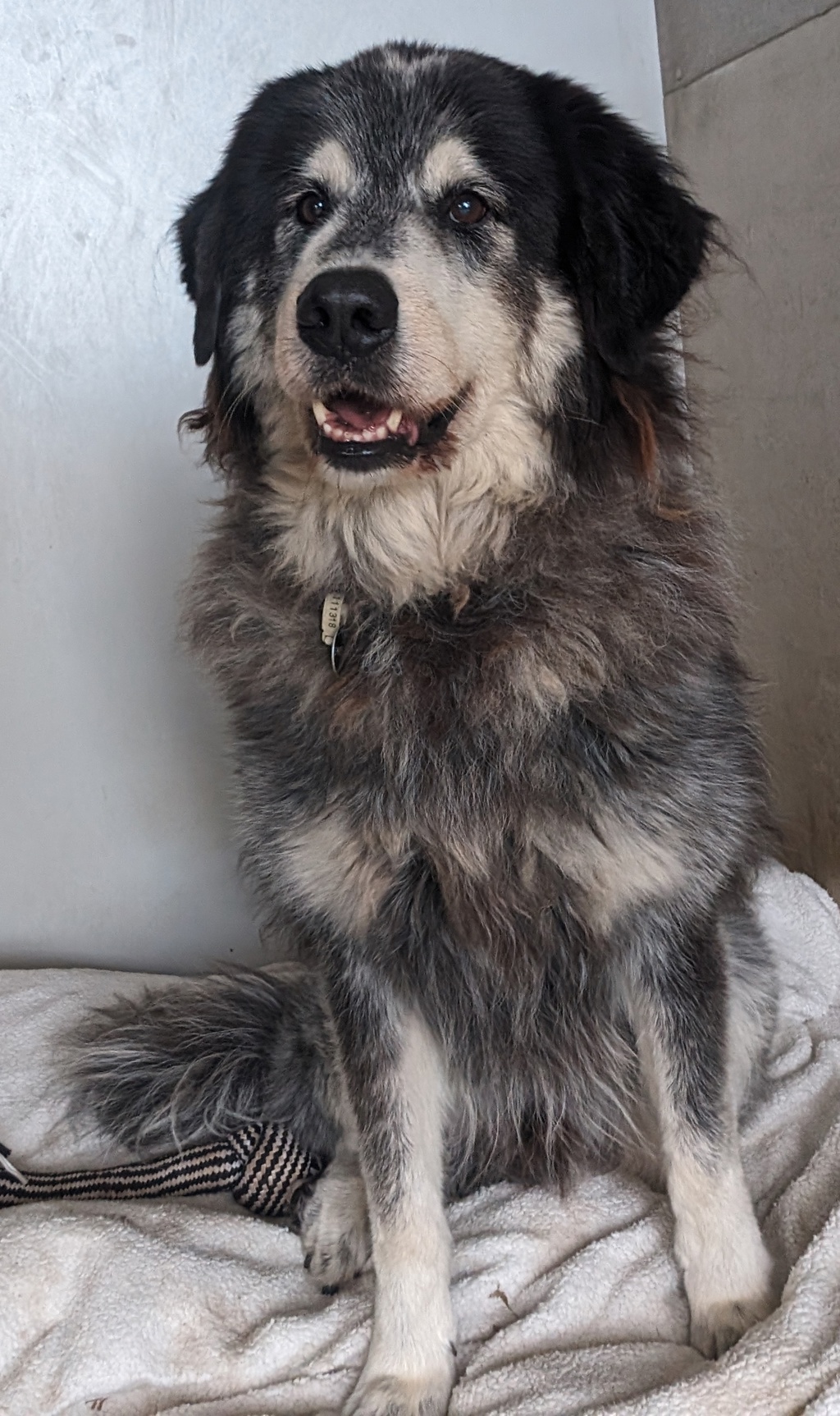Baxter - Large Male Maremma Sheepdog x Great Pyrenees Mix Dog in VIC ...