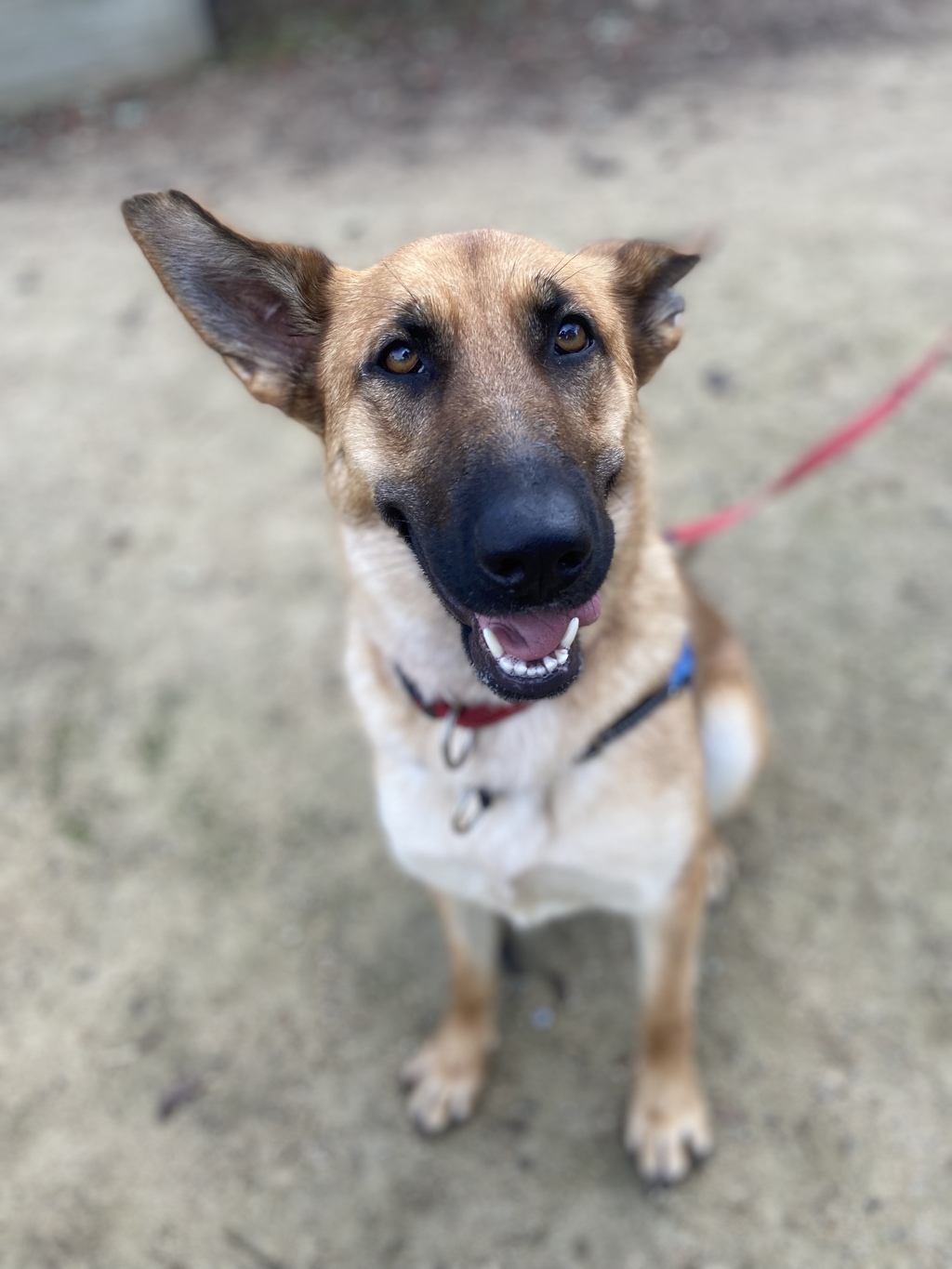 Jess - Medium Female German Shepherd Dog in VIC - PetRescue