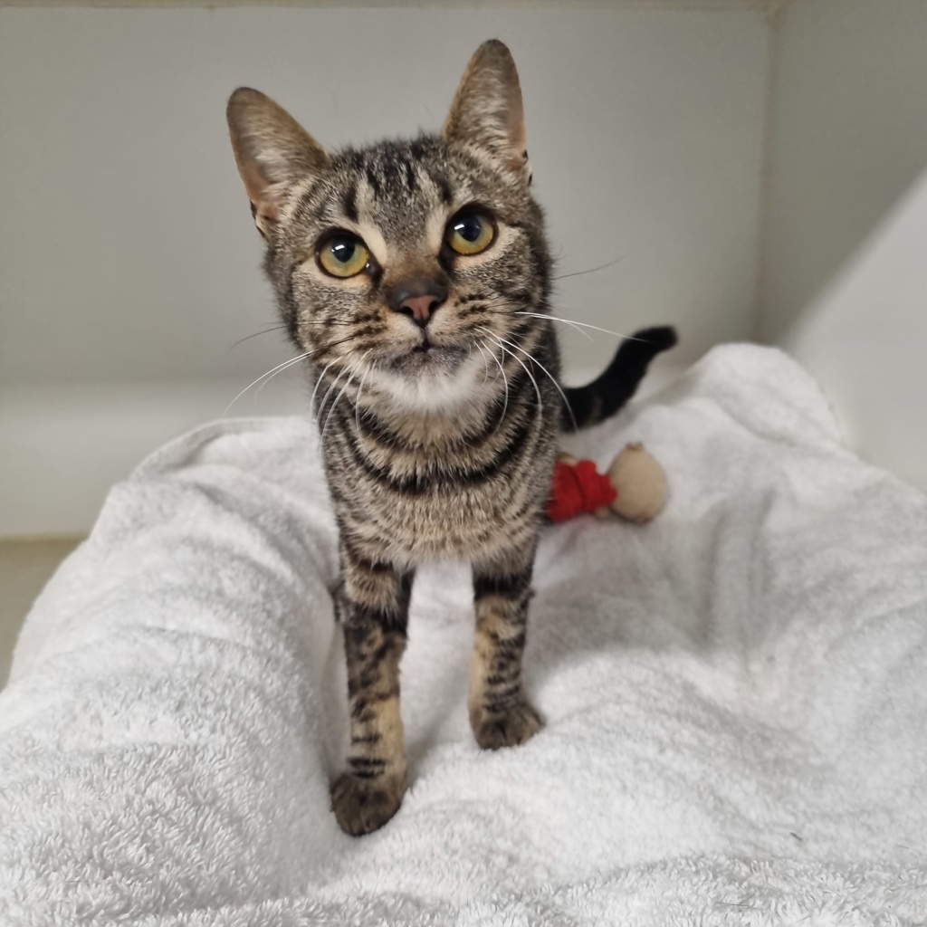 Midge - Female Domestic Short Hair Mix Cat in VIC - PetRescue