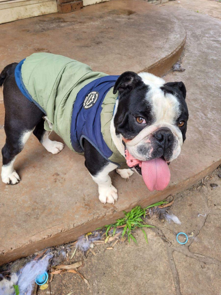 Dozer - Medium Male British Bulldog Dog in VIC - PetRescue