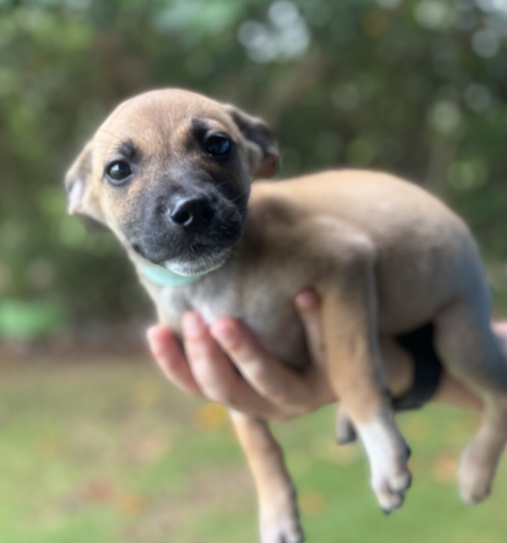Chandler - Medium Male Terrier Mix Dog in QLD - PetRescue
