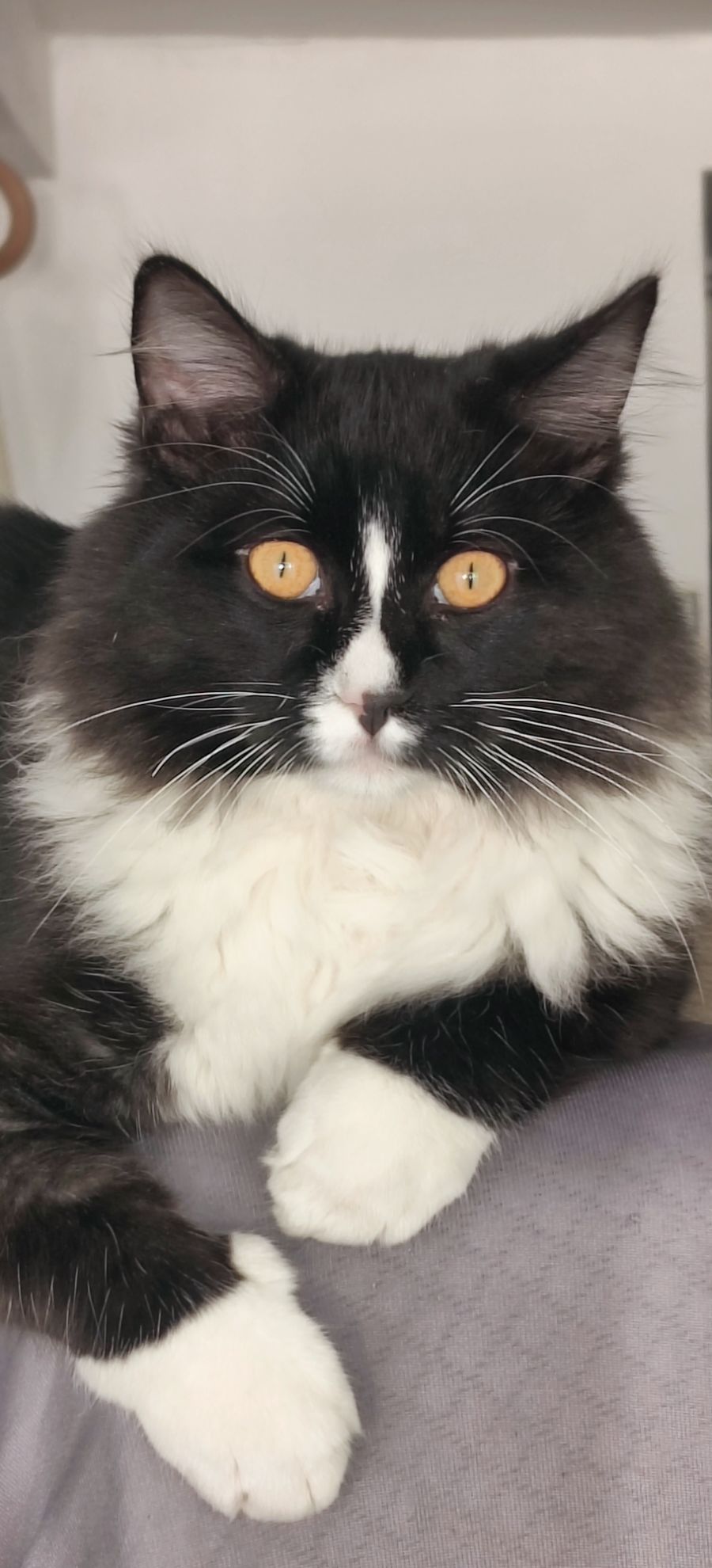 Jack - Male Ragdoll Cat in VIC - PetRescue