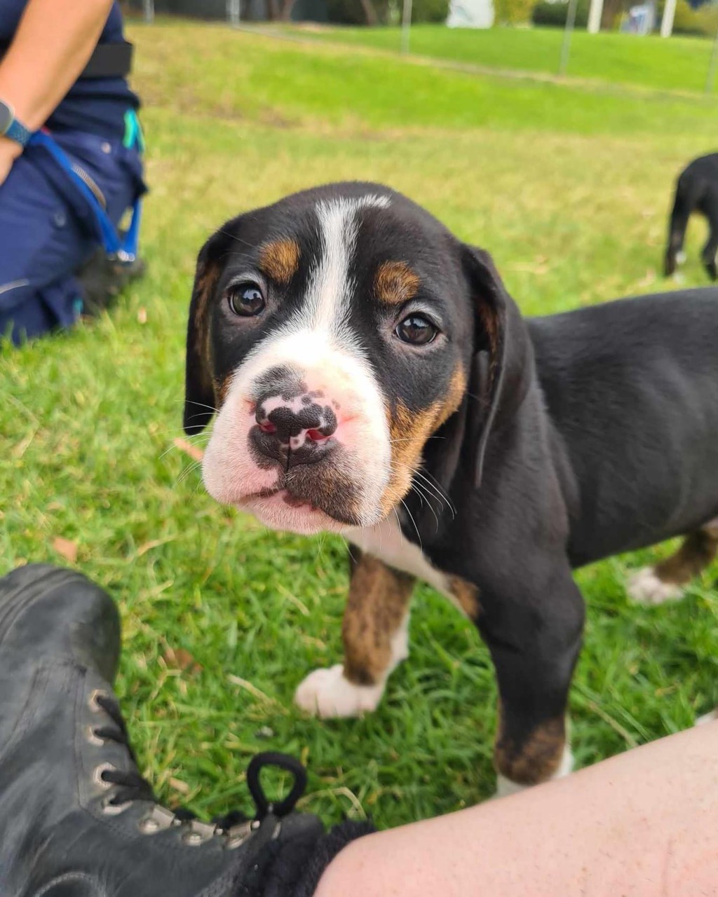 Ana - Medium Female Mixed Mix Dog in WA - PetRescue