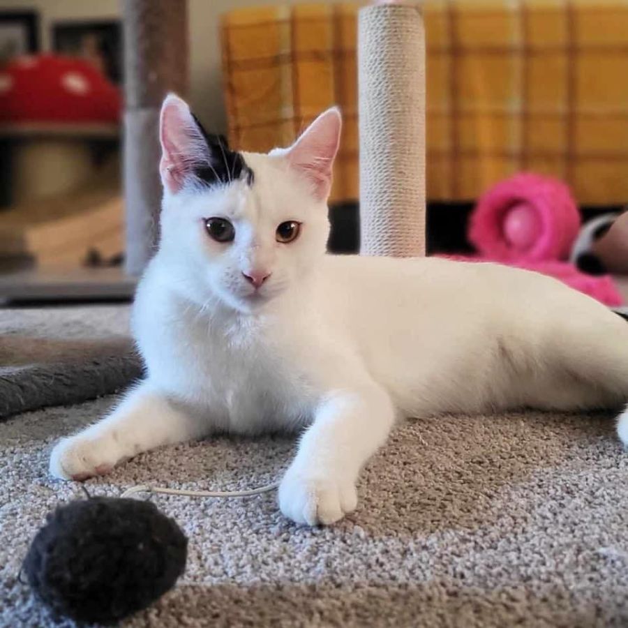 9844 - Holsten - Female Domestic Short Hair Cat in WA - PetRescue