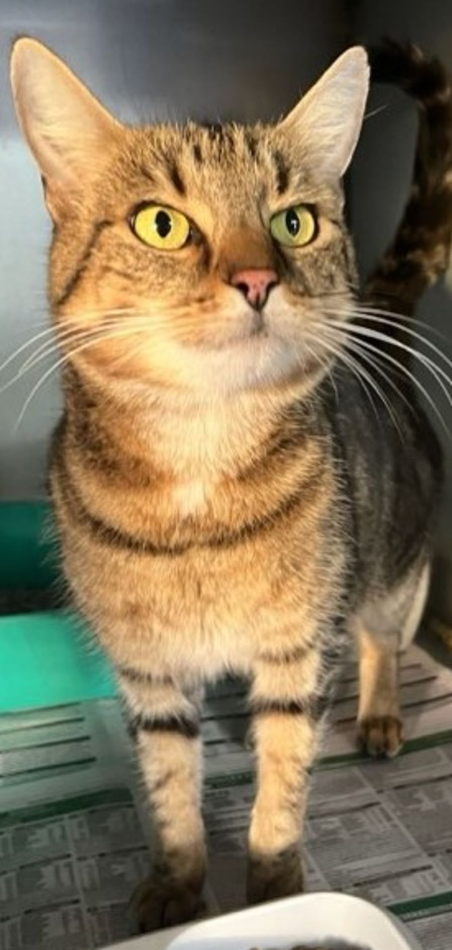 Mya (Can potentially transport to you) - Female Domestic Short Hair Cat ...
