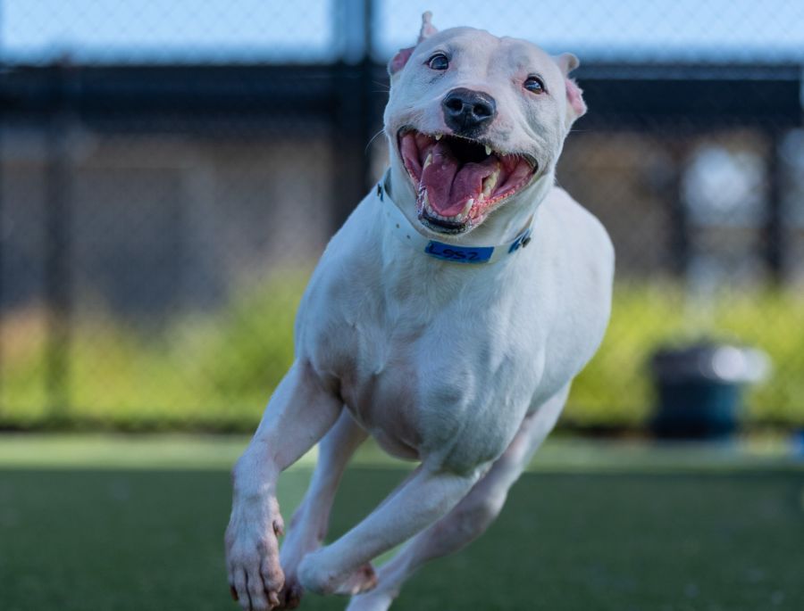 Patrick imp 2567 - Medium Male Staffy x Bull Terrier Mix Dog in NSW ...