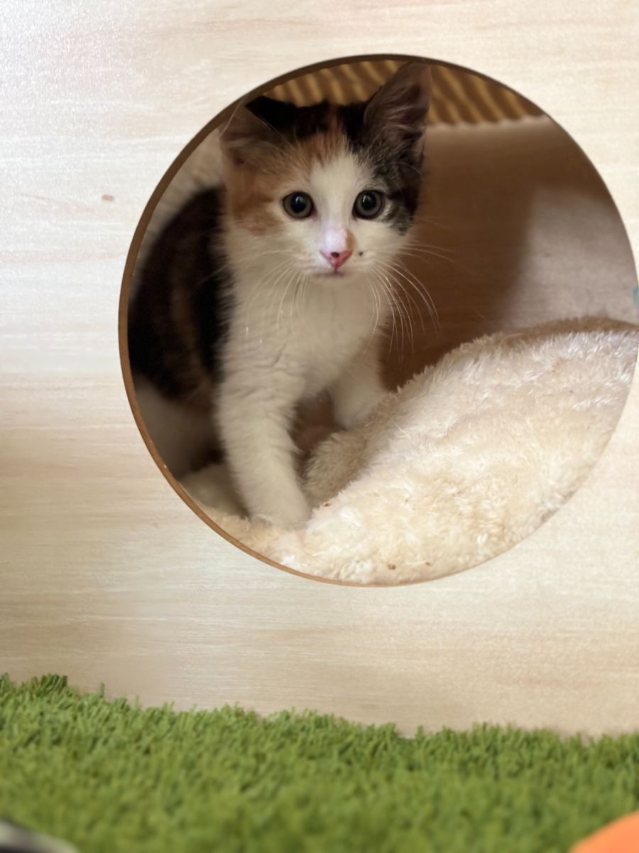 Wonton - Female Domestic Short Hair Cat in NSW - PetRescue