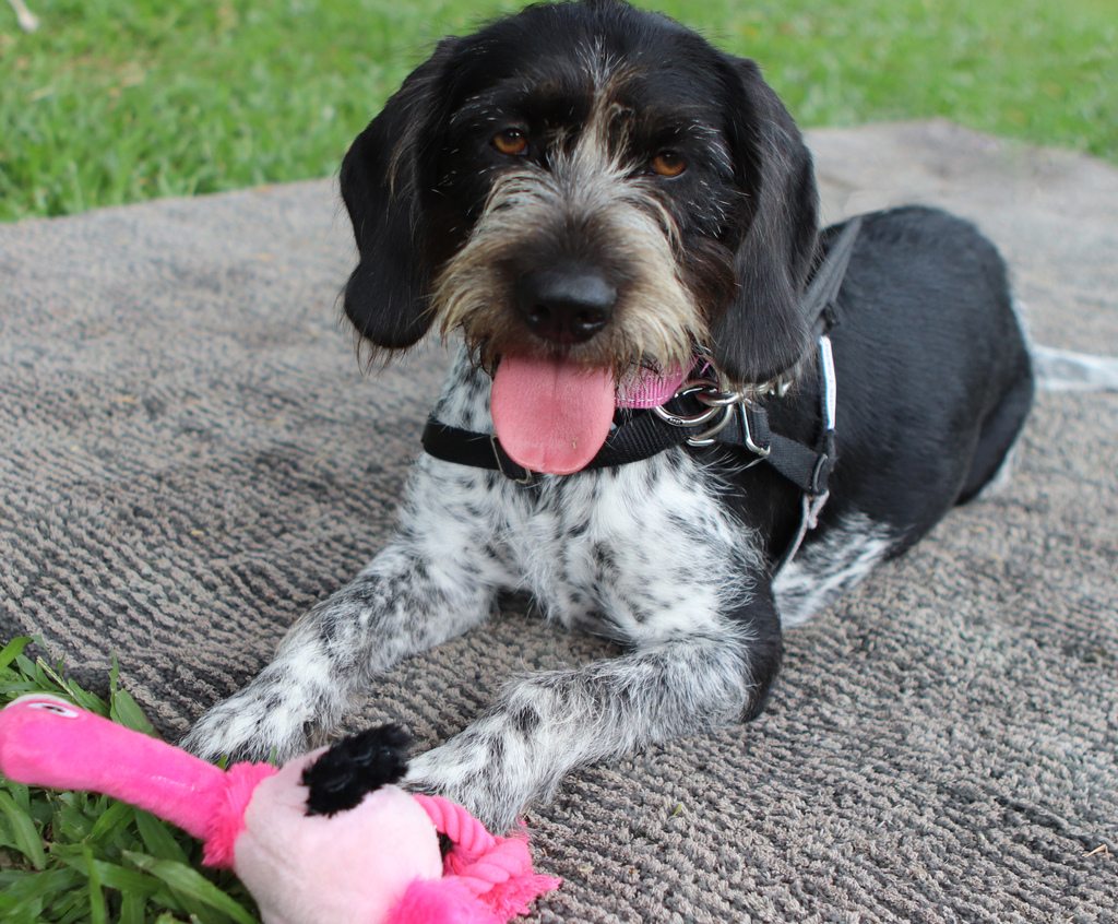 Shirley - Medium Female Beagle x German Wirehaired Pointer Mix Dog in ...