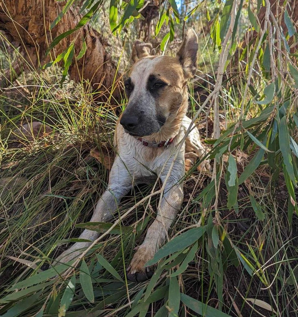 Maya - Medium Female Mixed Breed Dog in WA - PetRescue